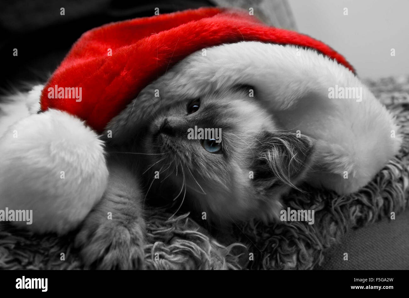 Christmas Ragdoll Cat Stock Photo - Alamy