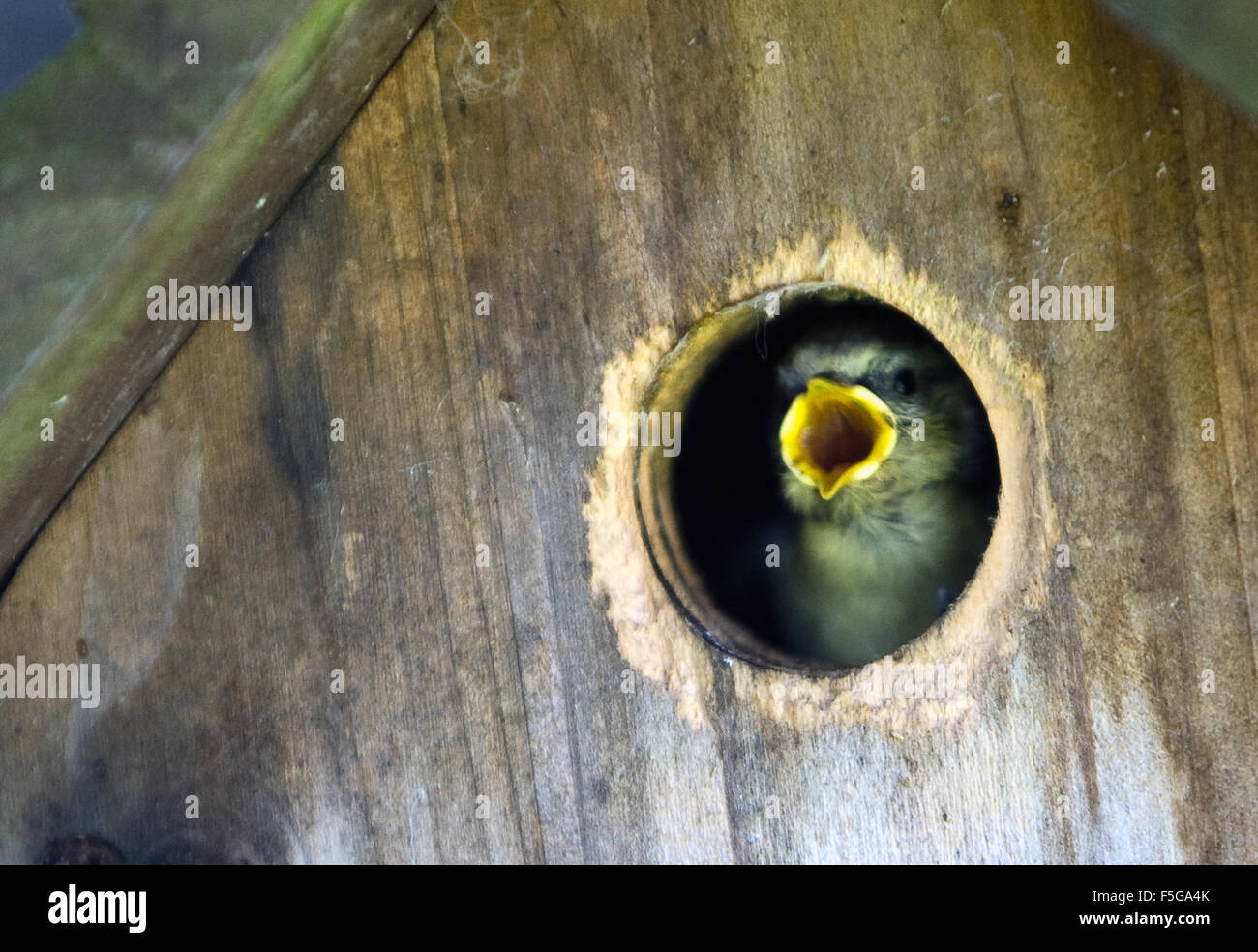 Blue Tit At Nesting Box Stock Photo - Alamy