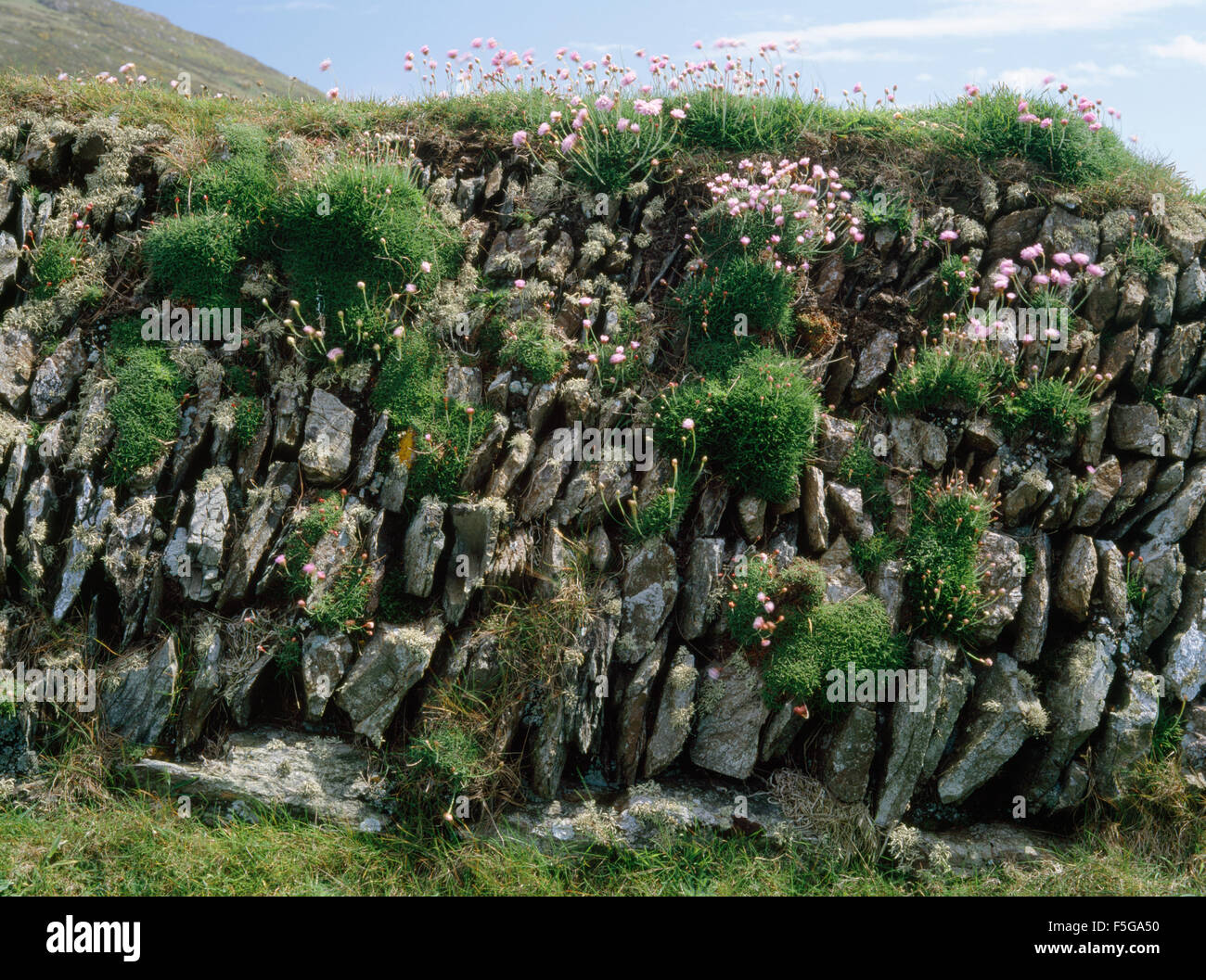Stone-faced earthen field bank, or clawdd, covered in clumps of thrift ...