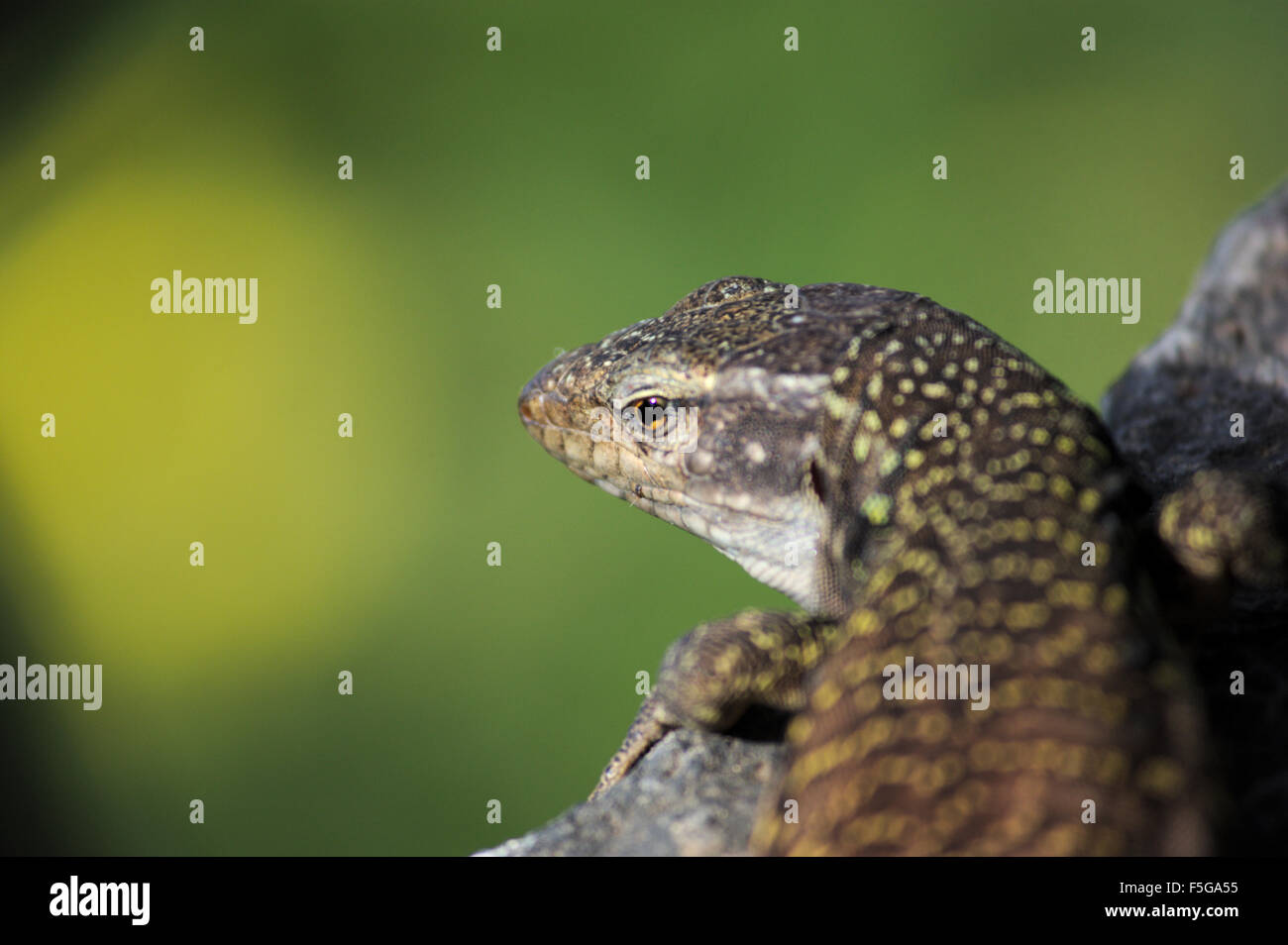 Gran canaria giant lizards hi-res stock photography and images - Alamy