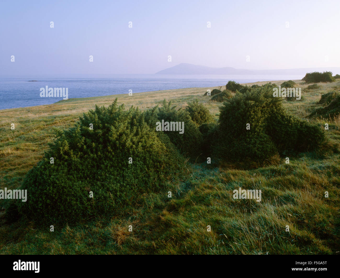 Topiary Sheep Topiary Sheep High Resolution Stock Photography and ...