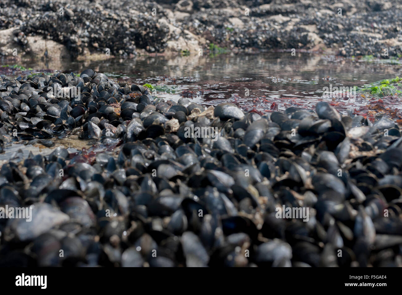 Messels hi-res stock photography and images - Alamy