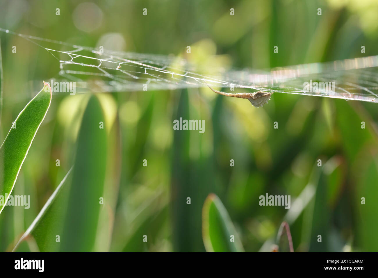 Wide view of a feather legged sp. Uloborus walckenaerius spider hanging ...