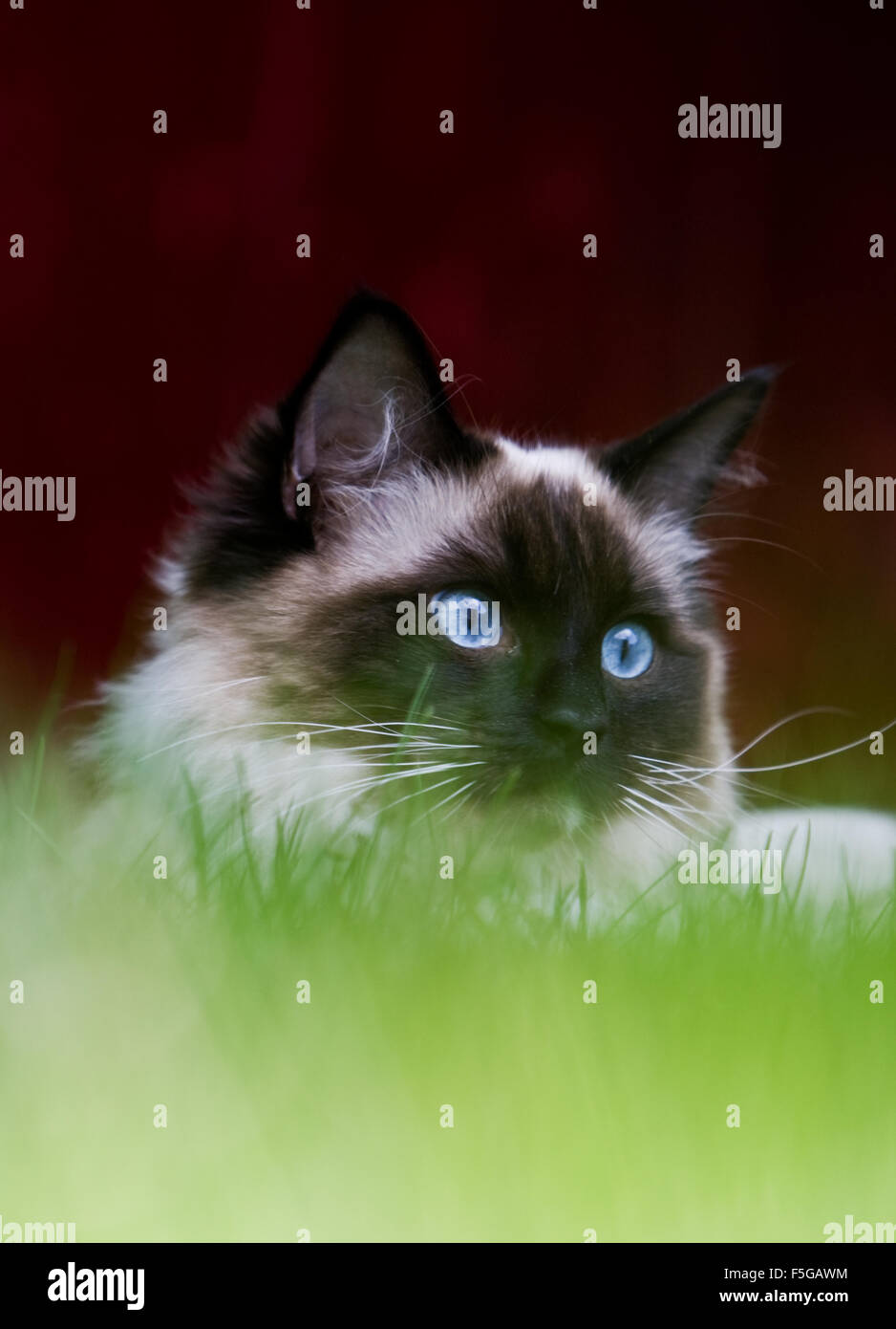 Ragdoll cat hi-res stock photography and images - Alamy