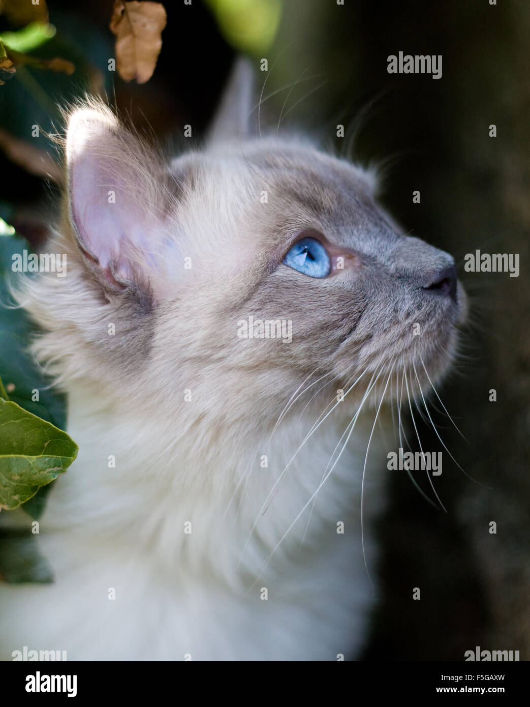 Blue mitted ragdoll hi-res stock photography and images - Alamy