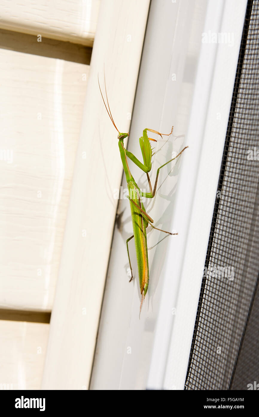 Praying insect hi-res stock photography and images - Alamy