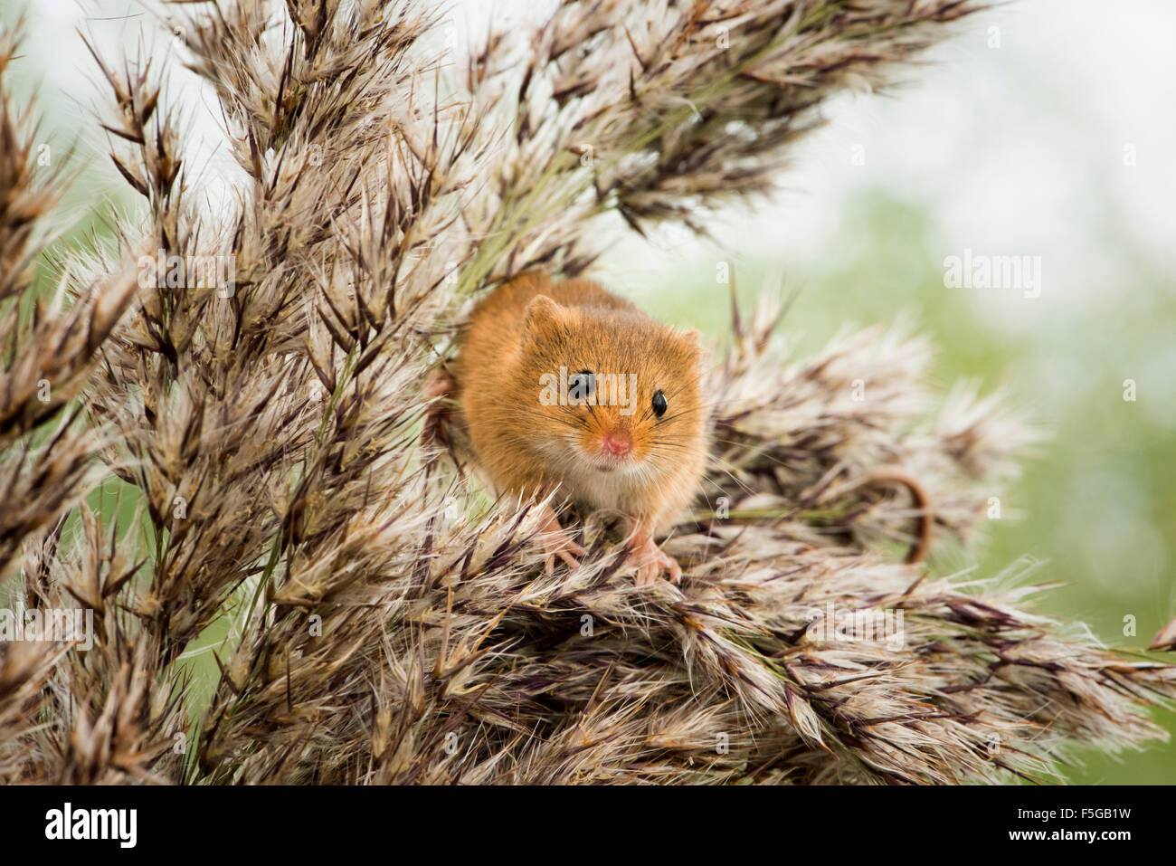 Rodent habitats hi-res stock photography and images - Alamy