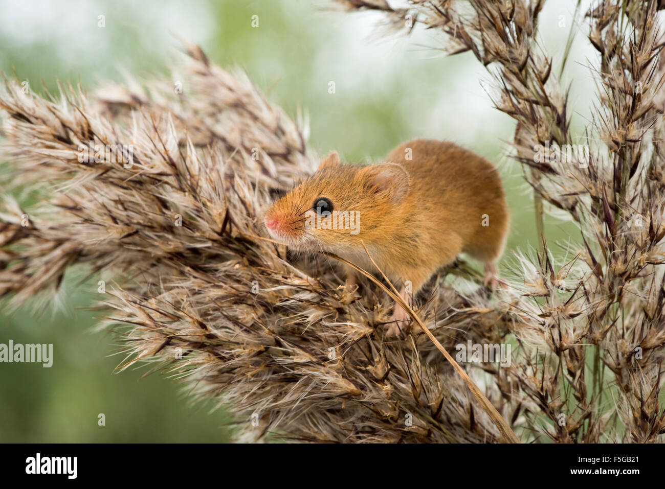 Mammals habitats hi-res stock photography and images - Alamy