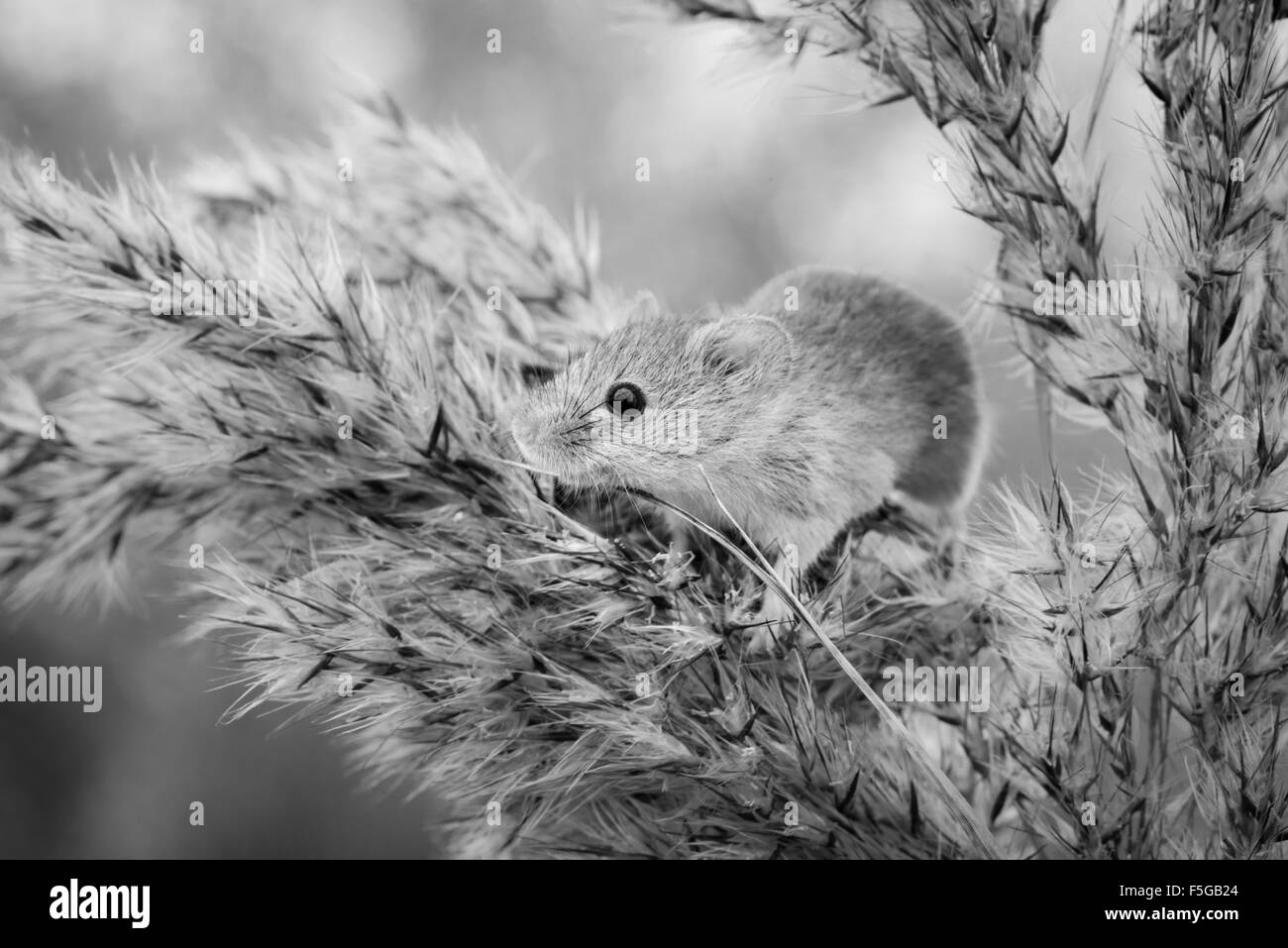 Harvest mouse Black and White Stock Photos & Images - Alamy
