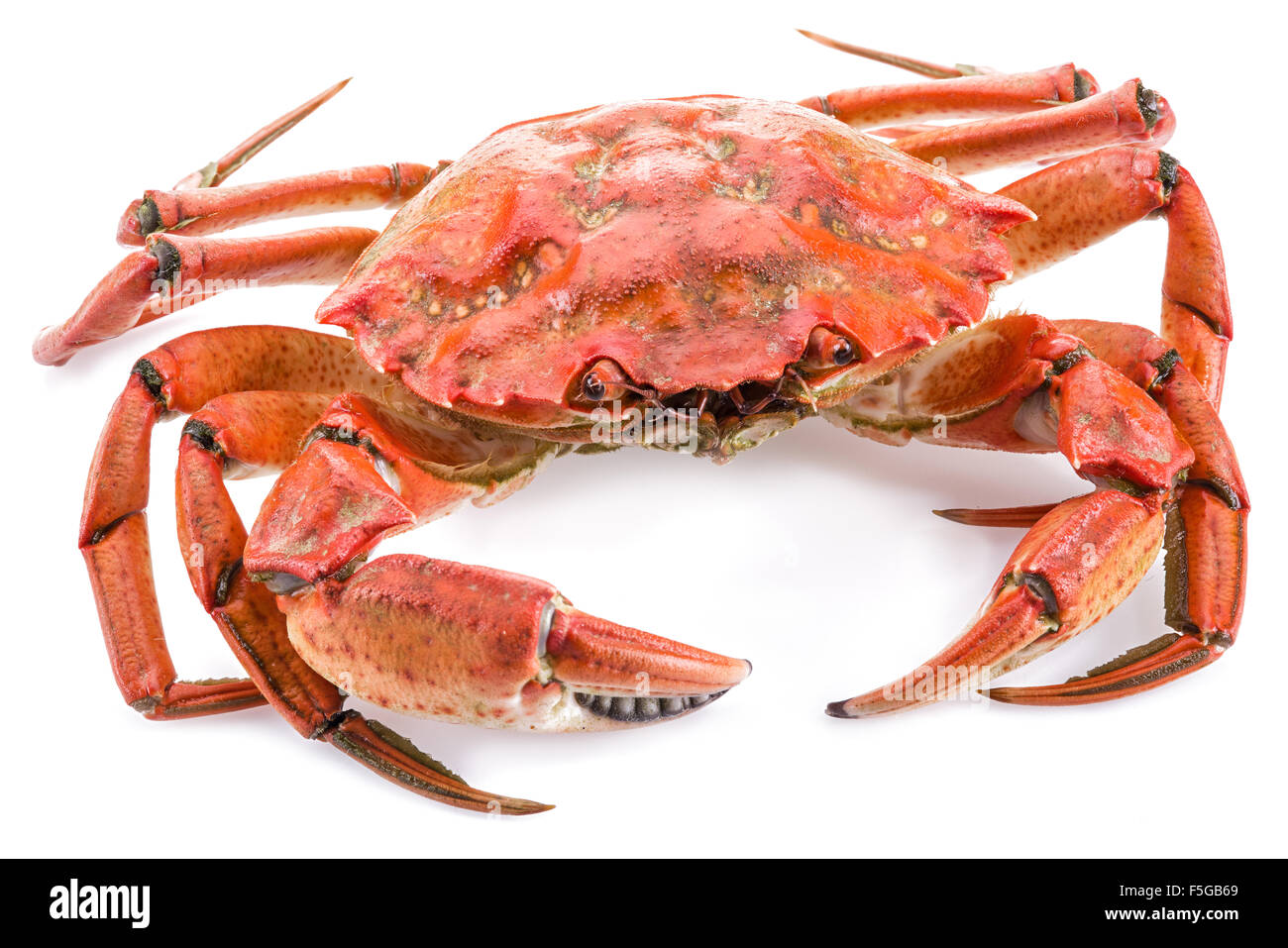 Cooked crab isolated on a white background Stock Photo - Alamy