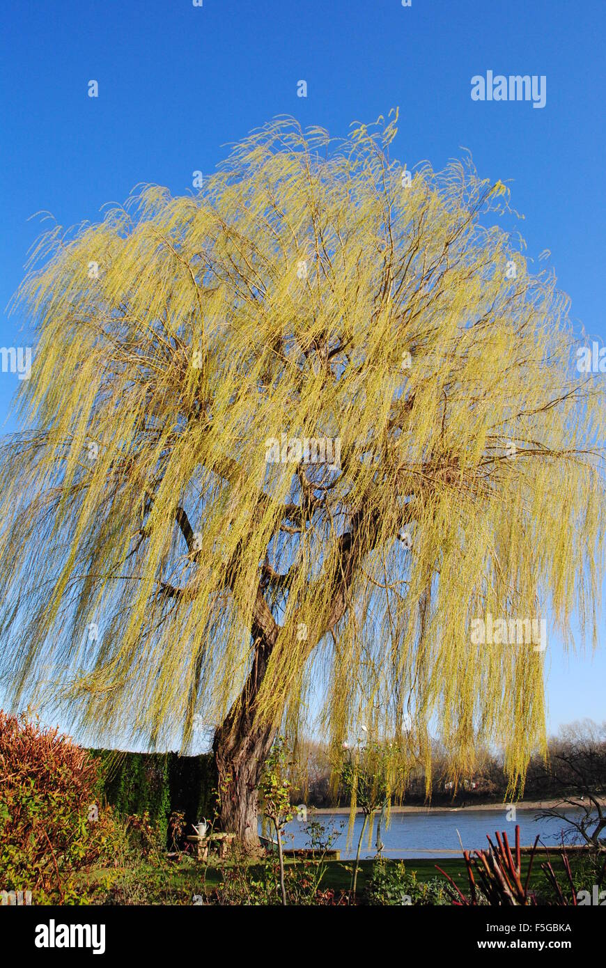 River thames in chiswick hi-res stock photography and images - Alamy