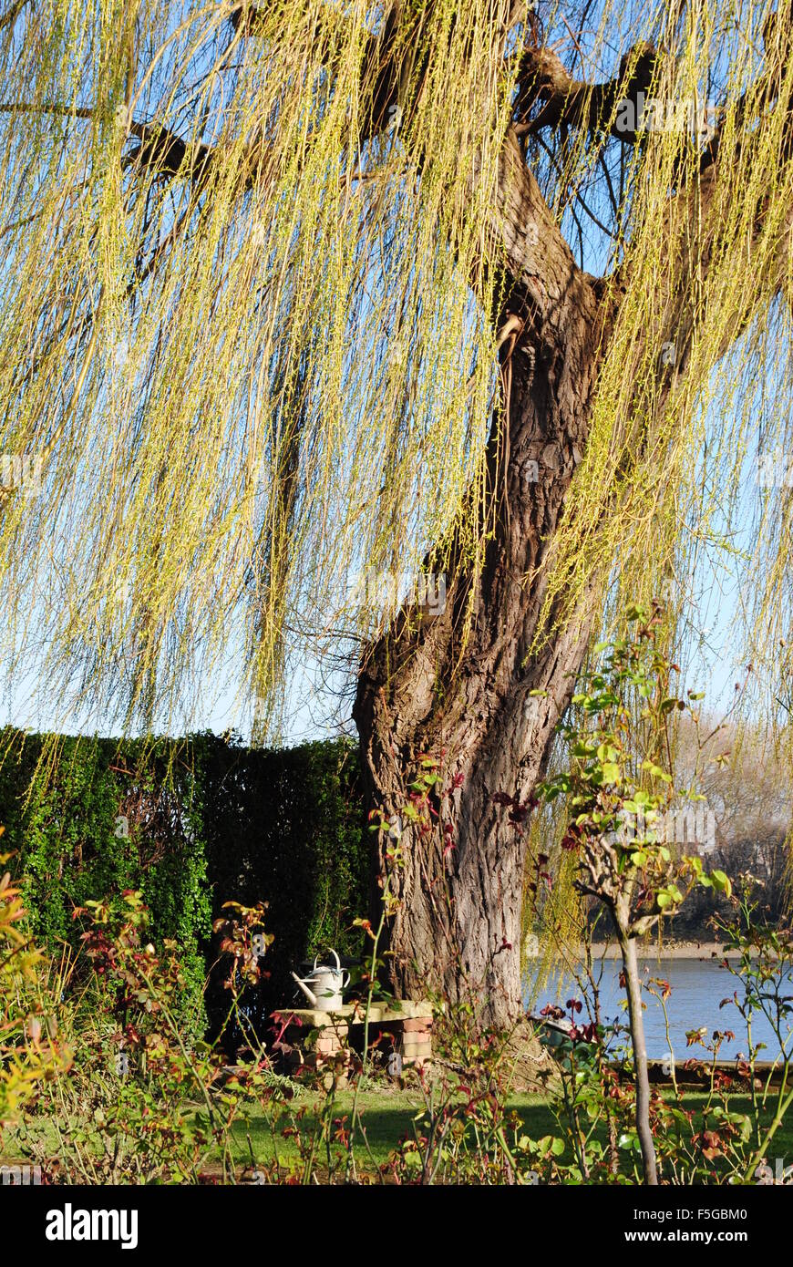 Willow tree bench hi-res stock photography and images - Alamy