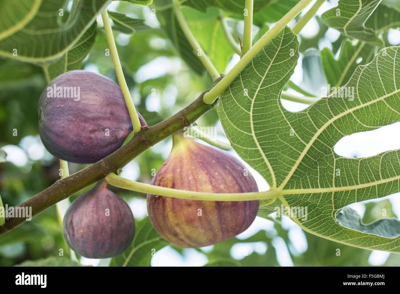 Fig tree ripe fruit hi-res stock photography and images - Alamy