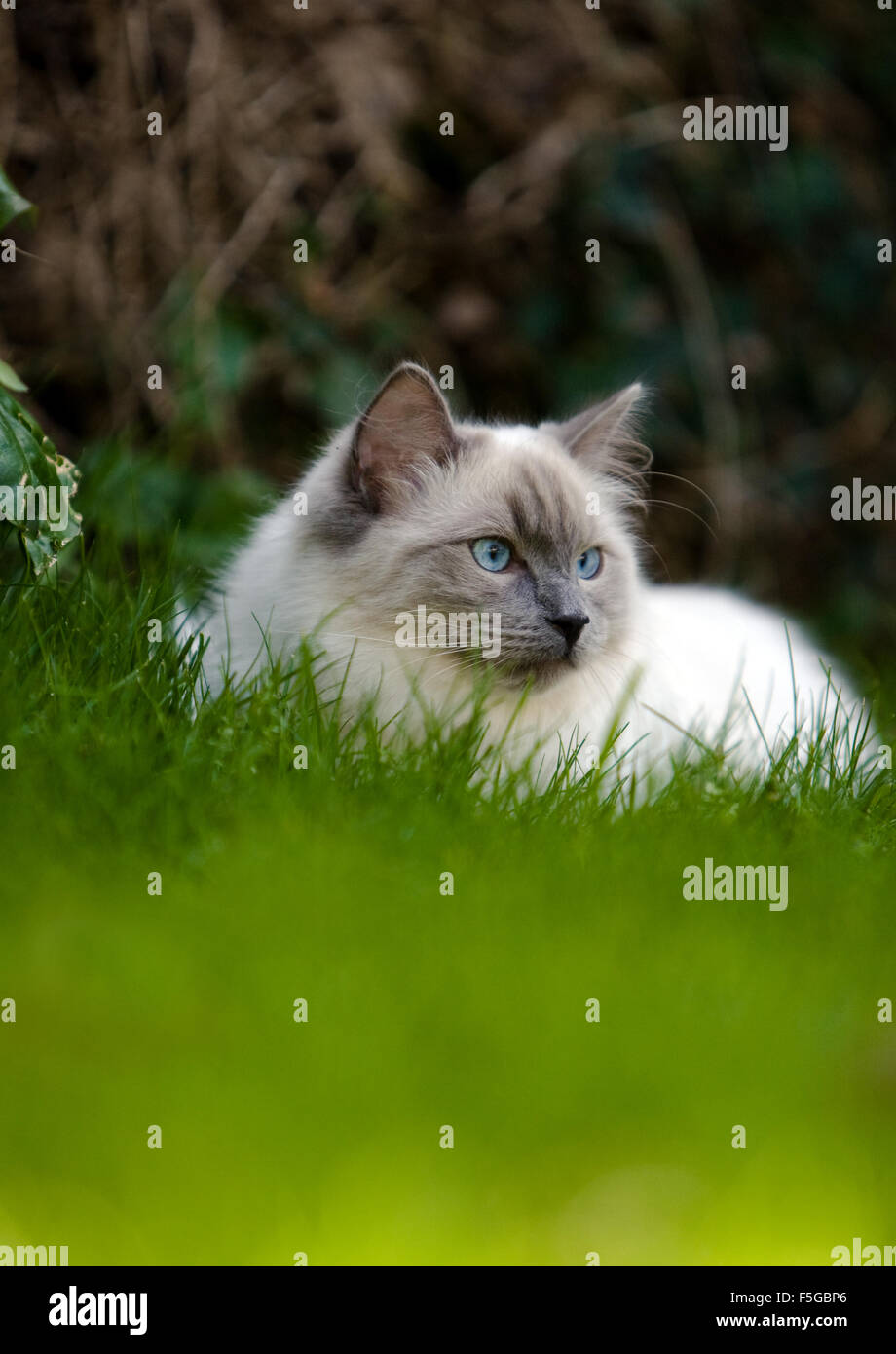 Blue Mitted Ragdoll Cat Stock Photo - Alamy