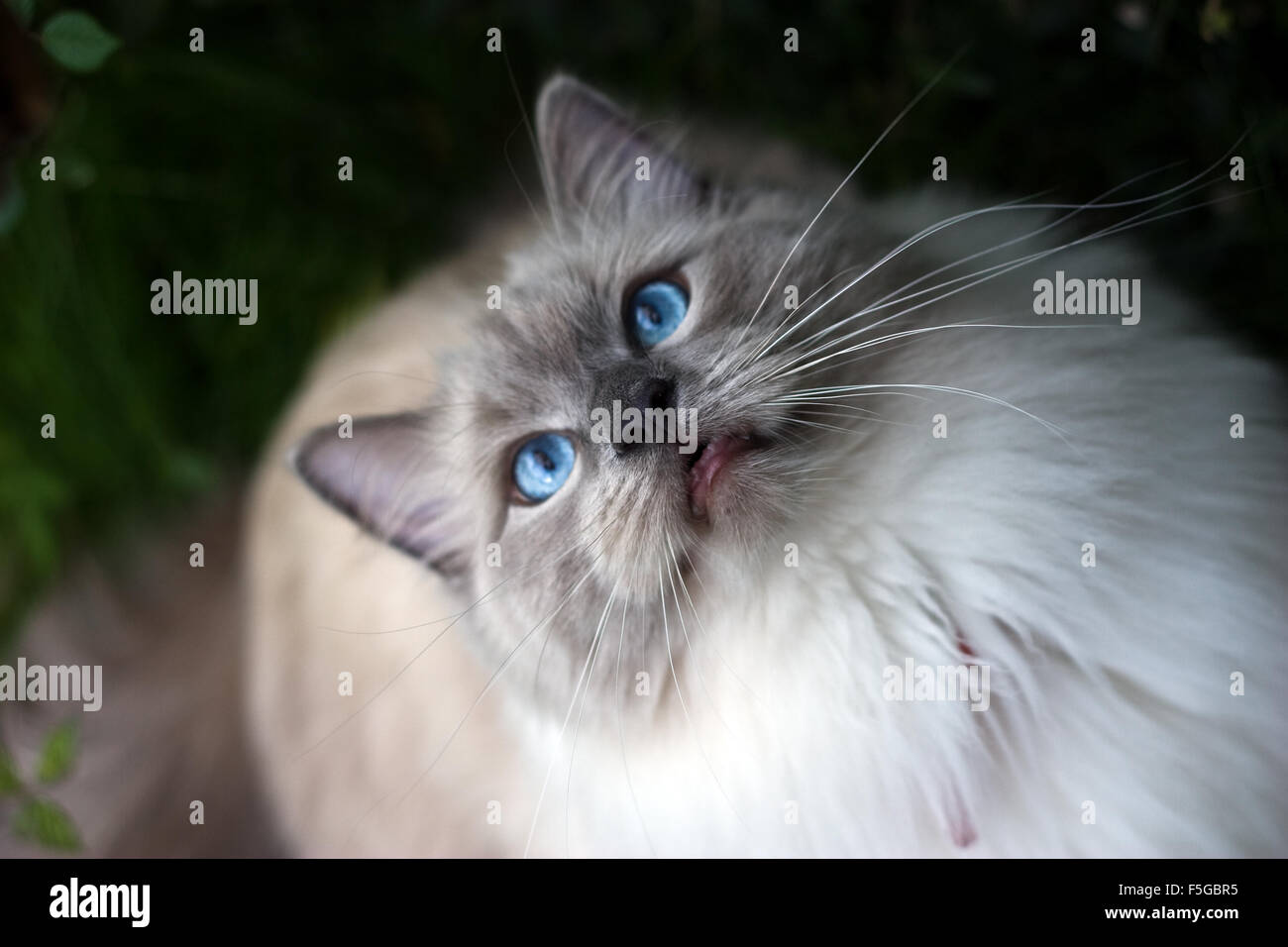 Blue Mitted Ragdoll Cat Stock Photo - Alamy