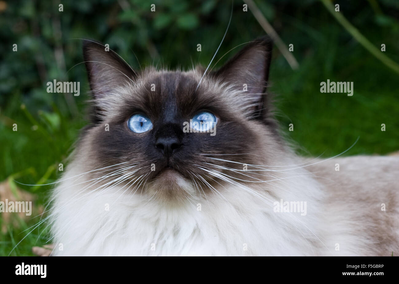 Blue mitted ragdoll hi-res stock photography and images - Alamy