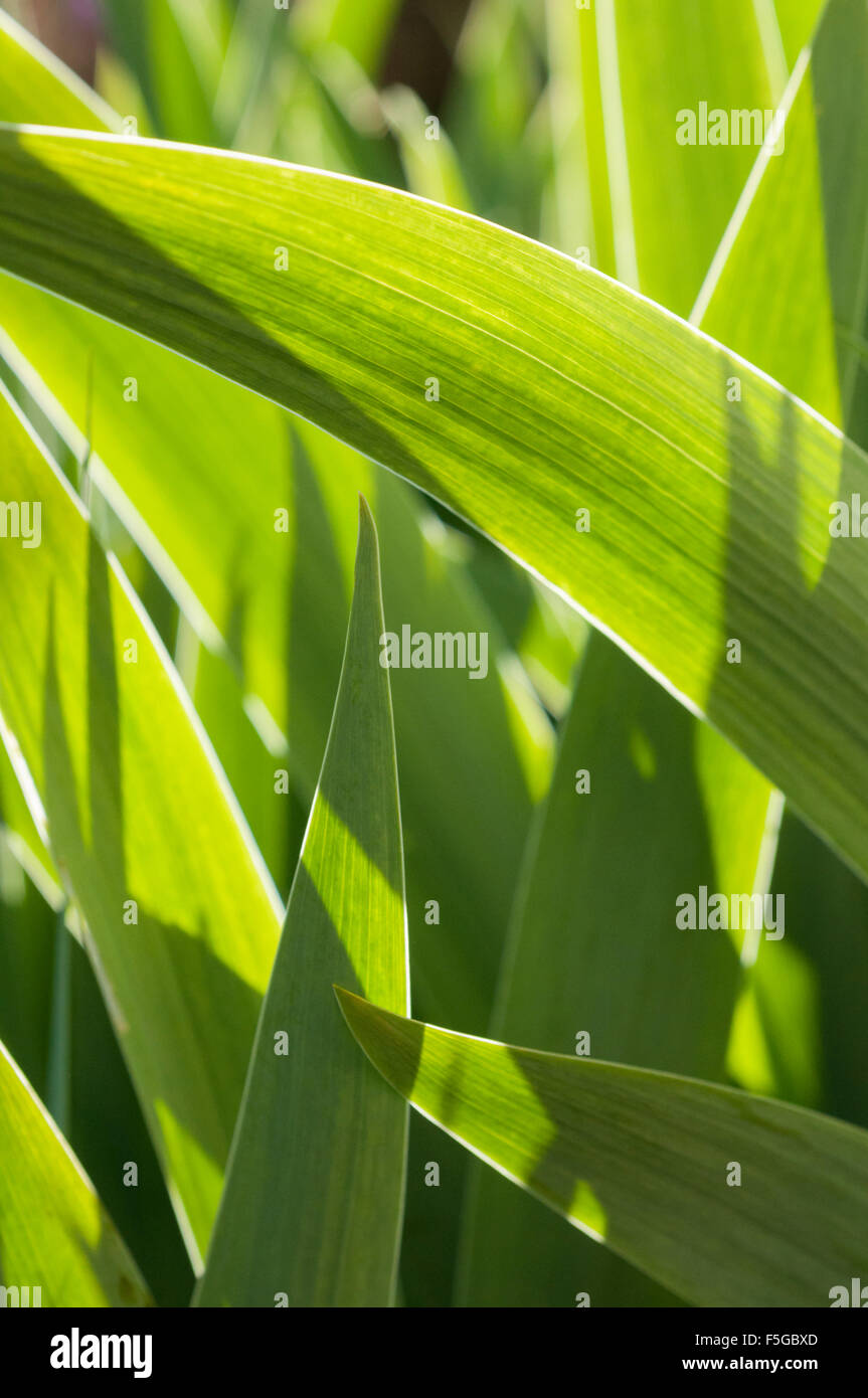 Iris leaves hi-res stock photography and images - Alamy