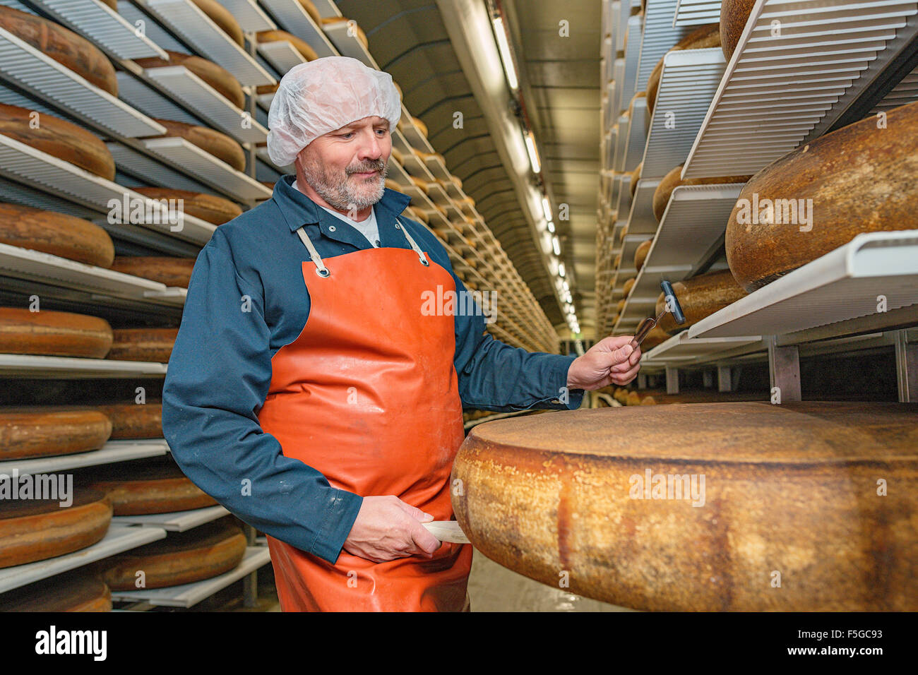 Maturing cheese wheels being sampled at Kaltbach caves, one of the ...
