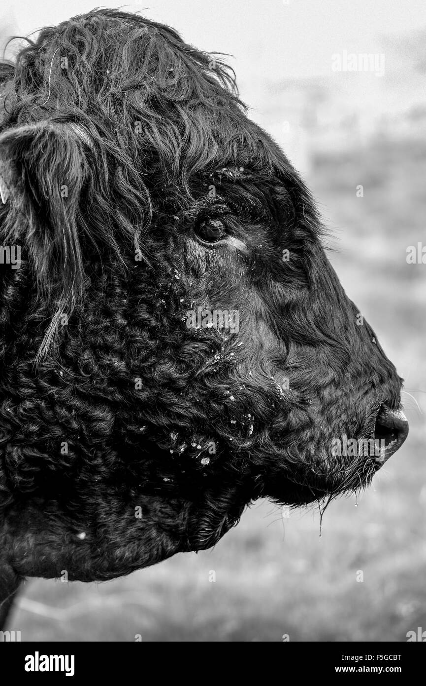 Welsh black bull hi-res stock photography and images - Alamy