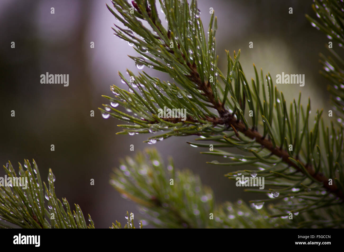 Fir tree fir hi-res stock photography and images - Alamy