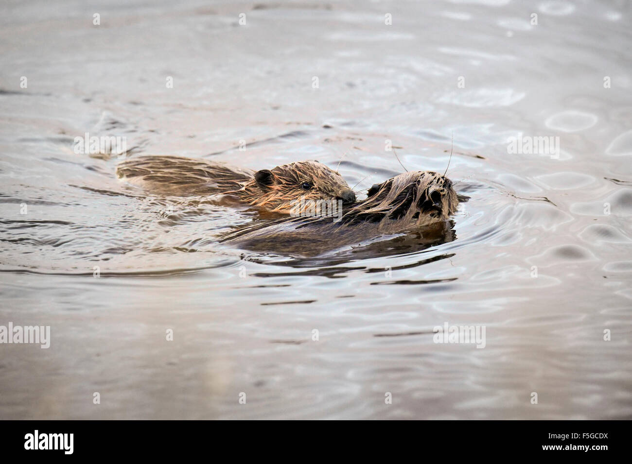 Beavers swimming hi-res stock photography and images - Alamy