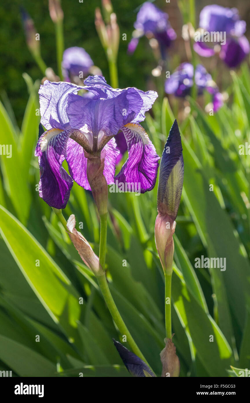 Spring Purple Irises Flowers, Vendee, France Stock Photo - Alamy