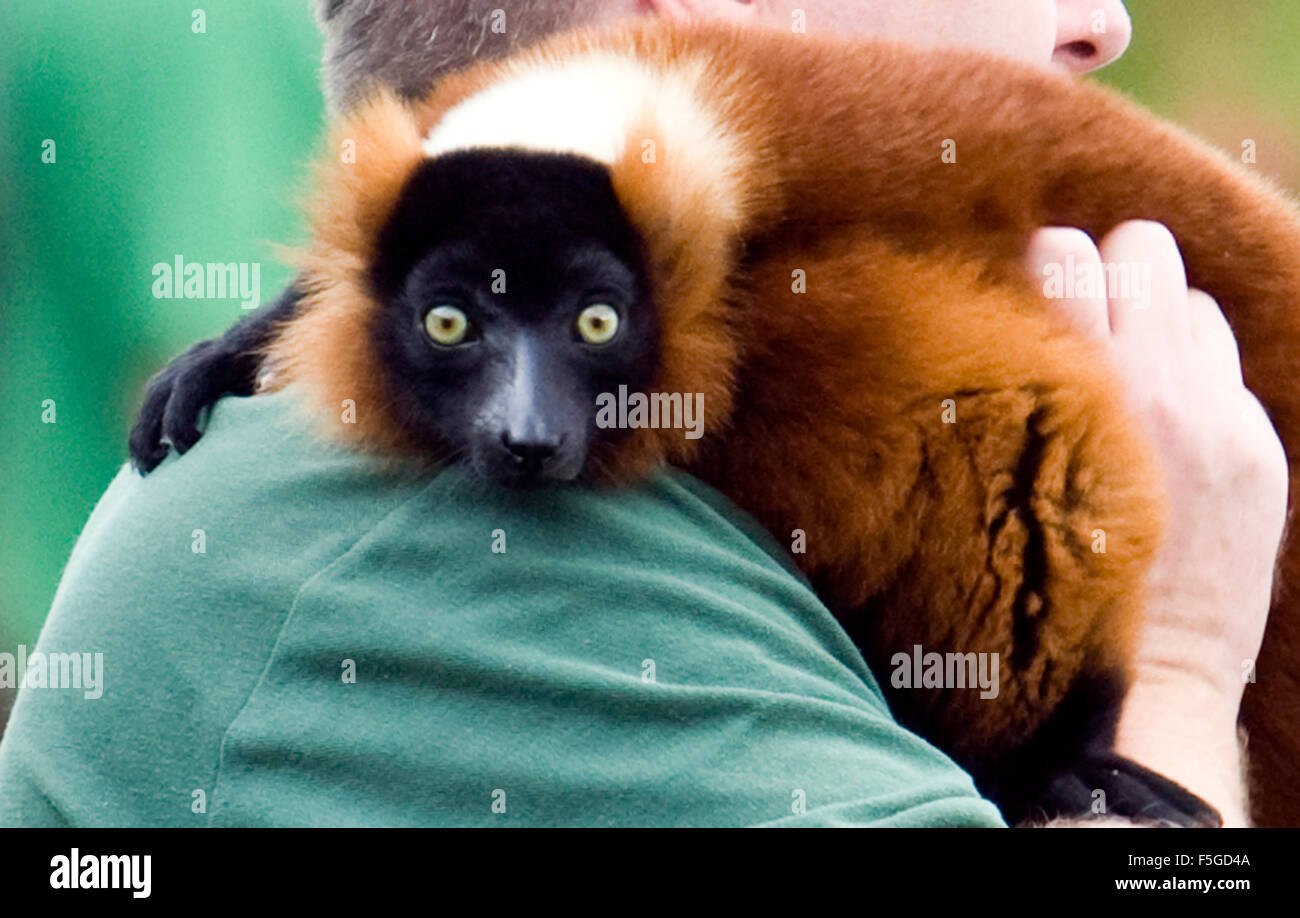 Red Ruffed Lemur Stock Photo - Alamy