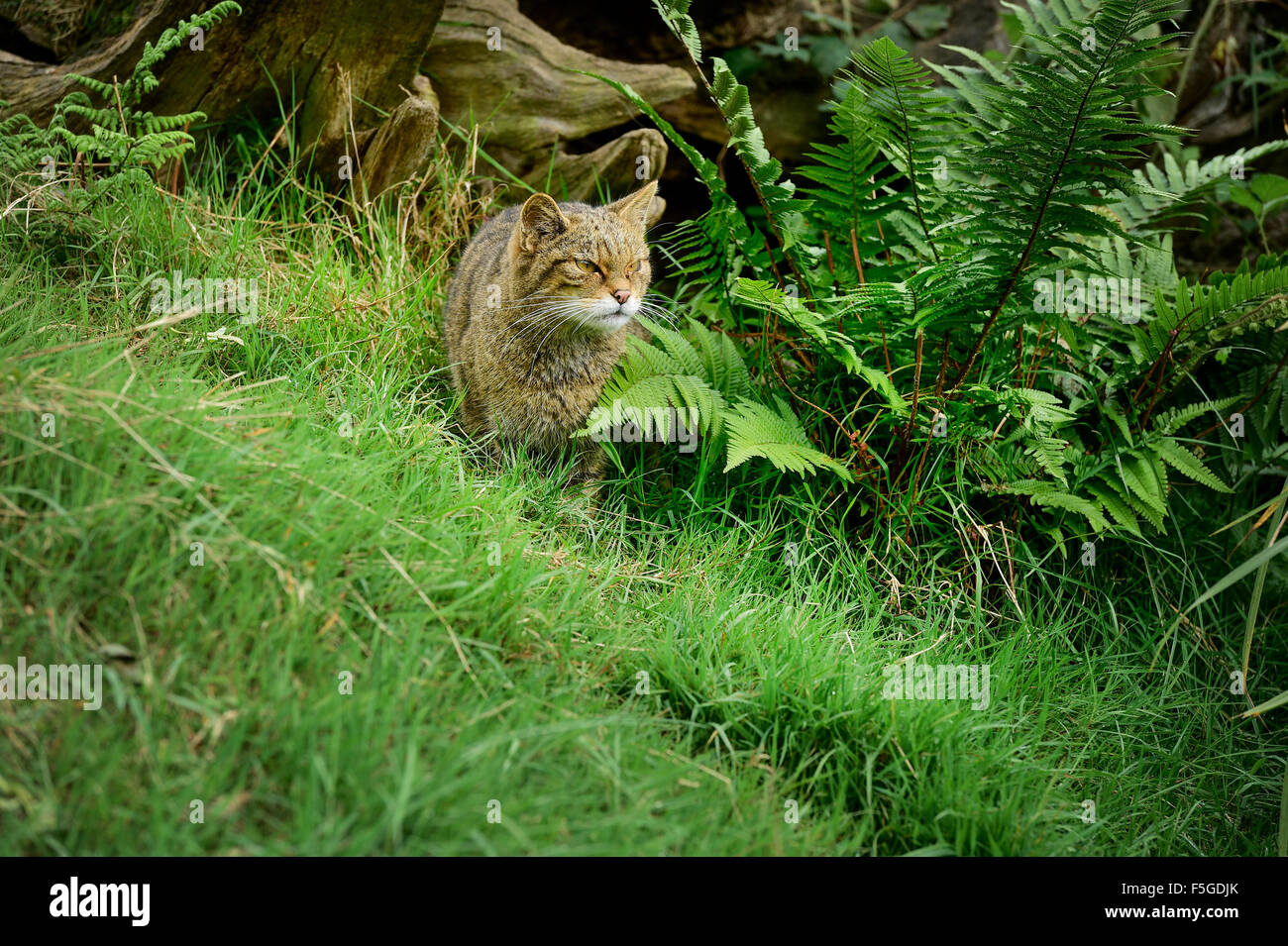 British mammals hi-res stock photography and images - Alamy