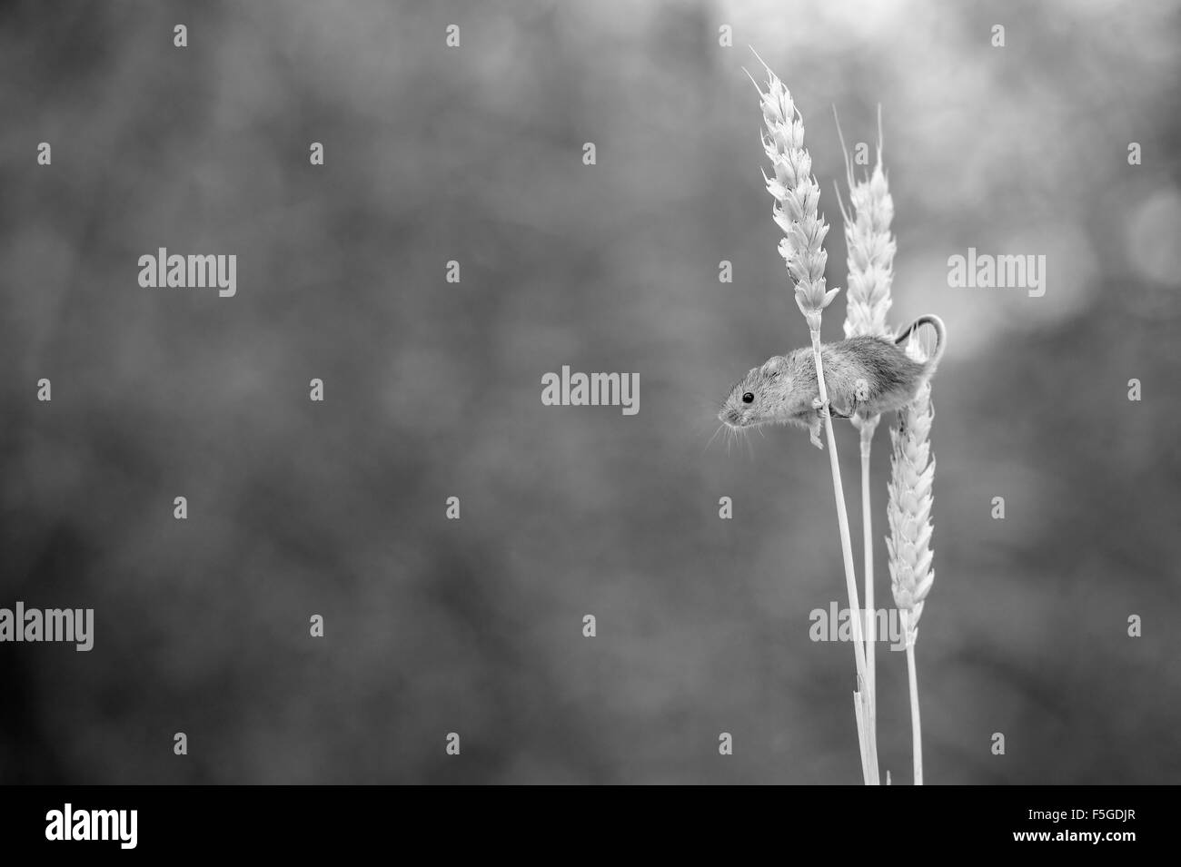 British mouse Black and White Stock Photos & Images - Alamy