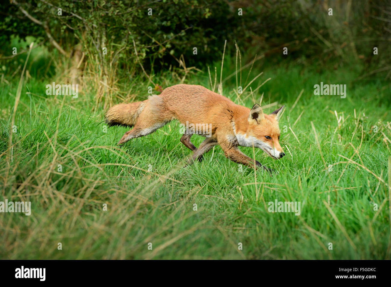 Scottish wildcat running hi-res stock photography and images - Alamy