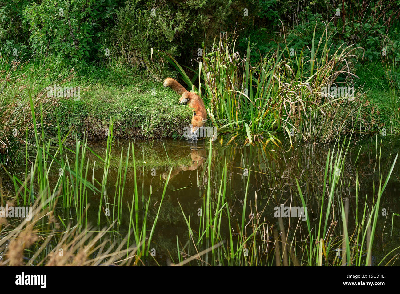 Scottish wildcat running hi-res stock photography and images - Alamy