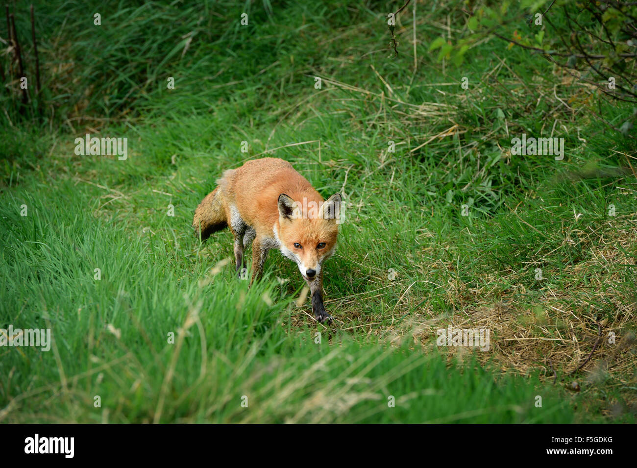 Scottish wildcat running hi-res stock photography and images - Alamy