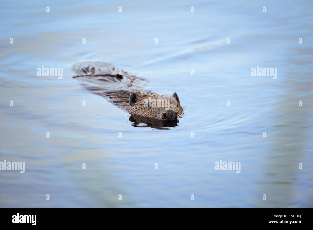 Beaver dog hi-res stock photography and images - Alamy