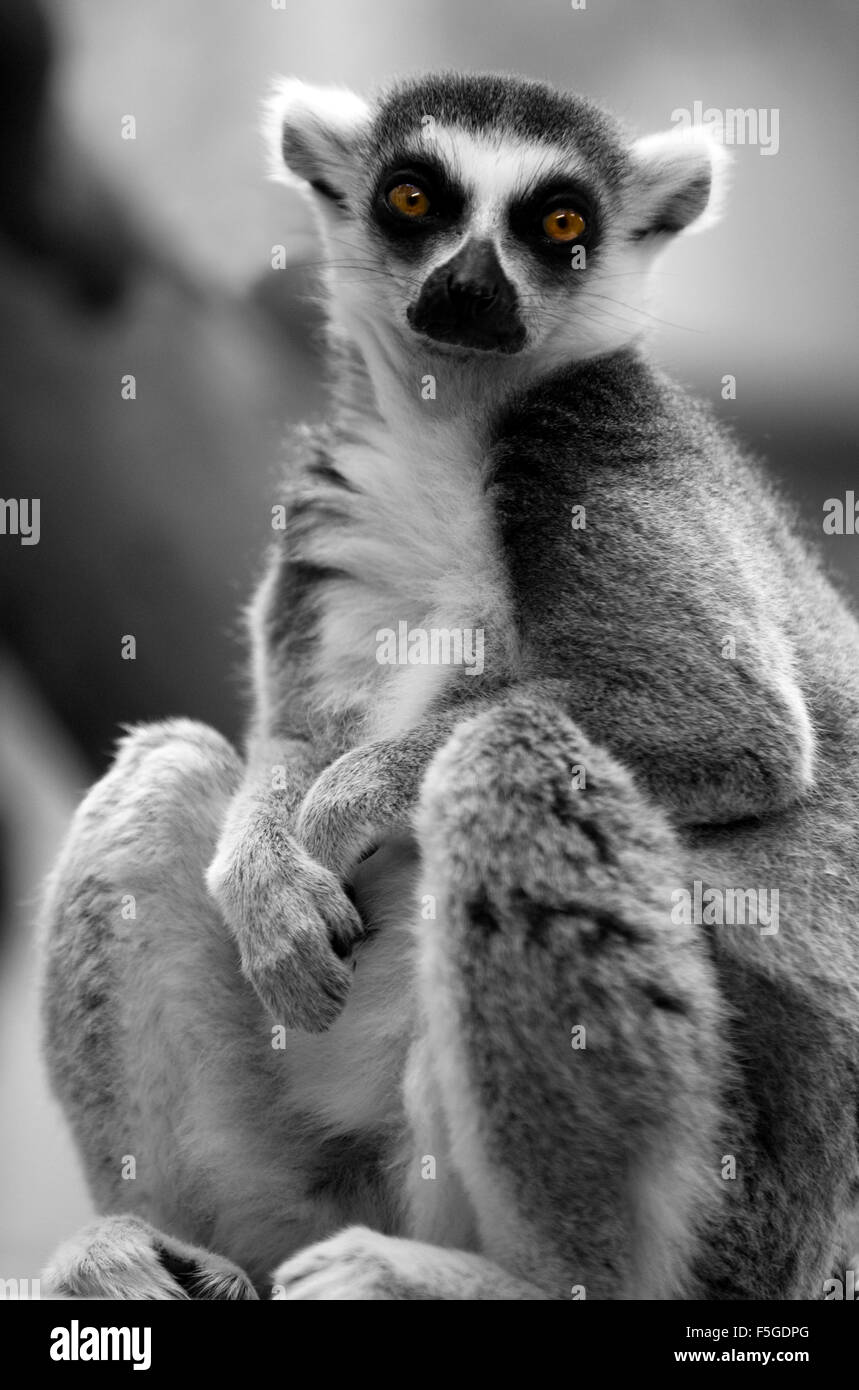 Ring Tailed Lima Stock Photo - Alamy