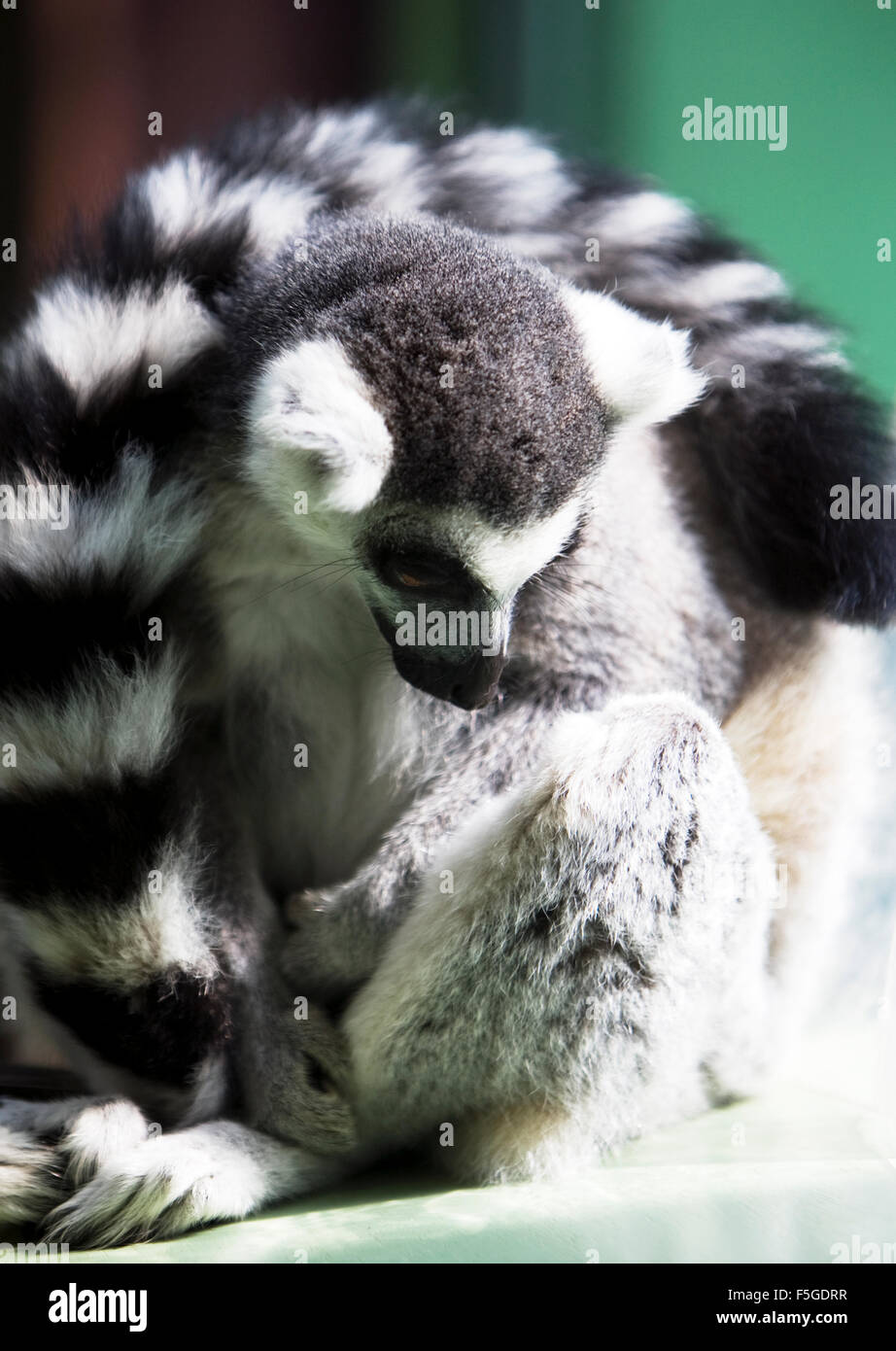 Ring Tailed Lima Stock Photo - Alamy