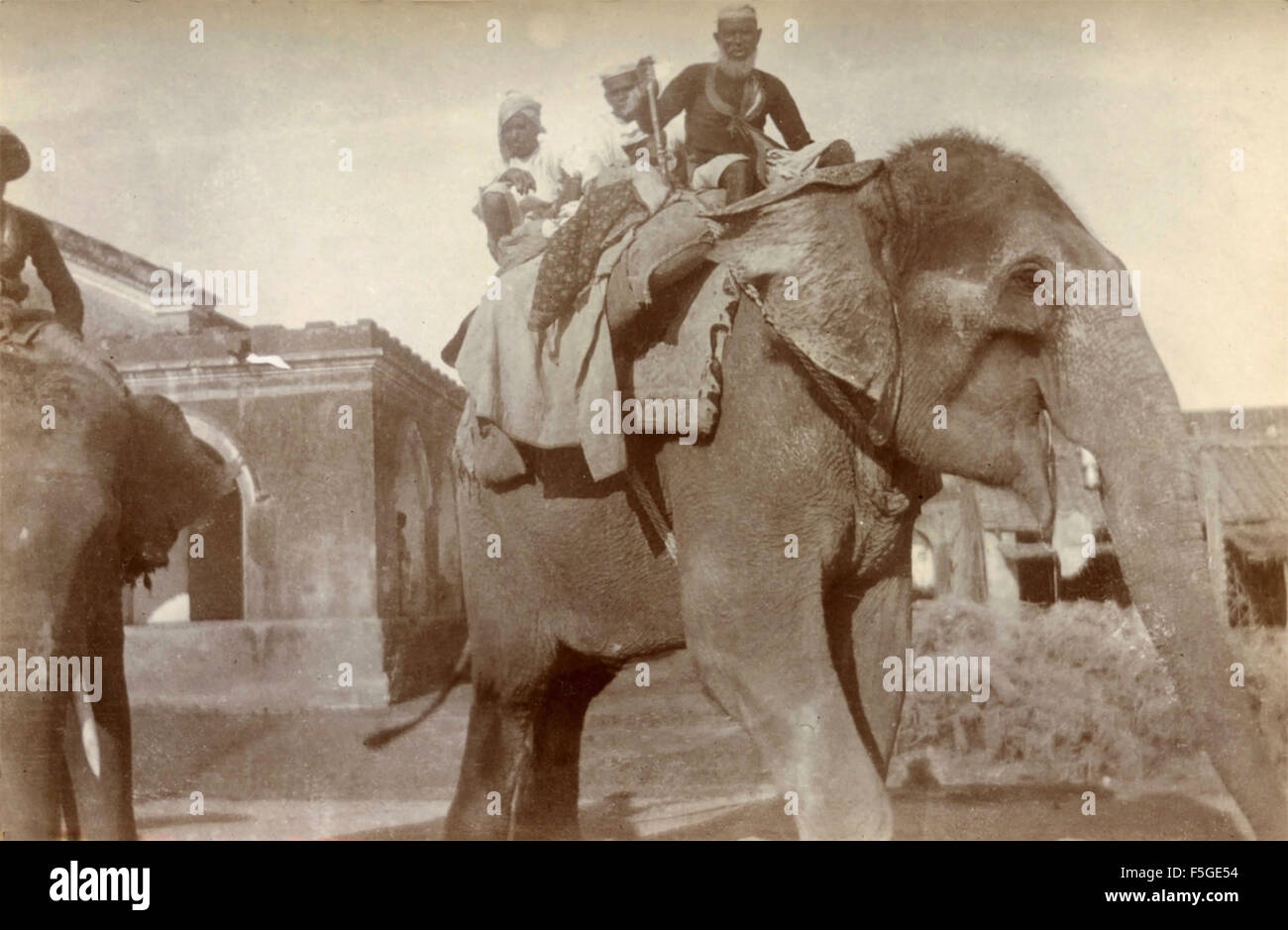 Elephants carrying , India Stock Photo - Alamy