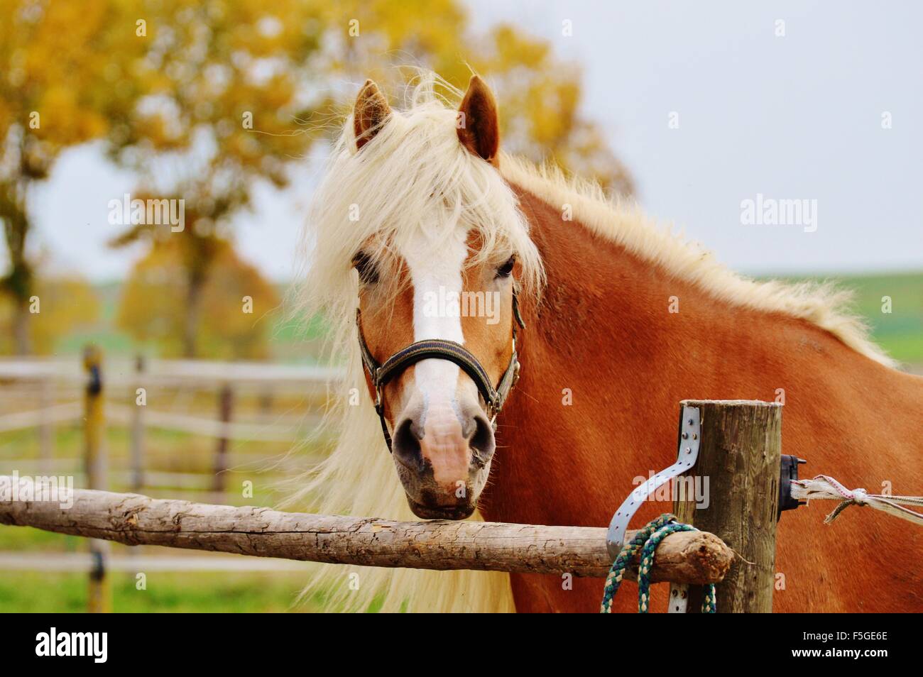 Brown Horse With White Mane High Resolution Stock Photography and ...