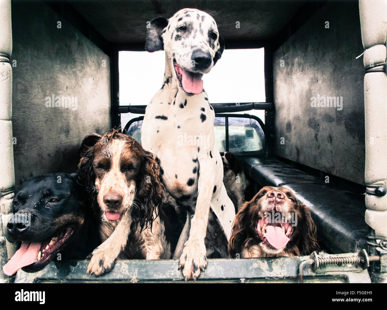 Spotty dogs hi-res stock photography and images - Alamy