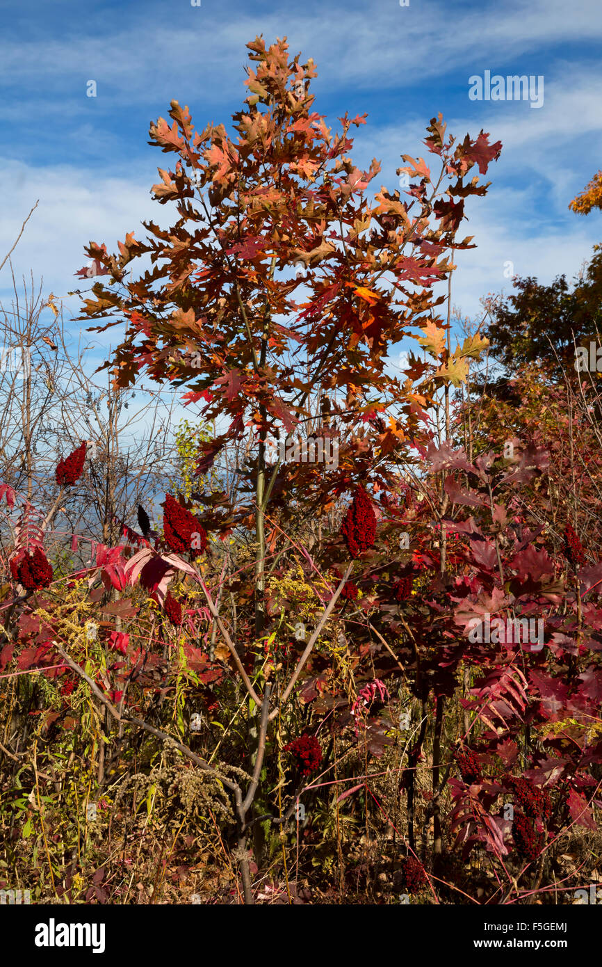 Virginia oak trees hi-res stock photography and images - Alamy