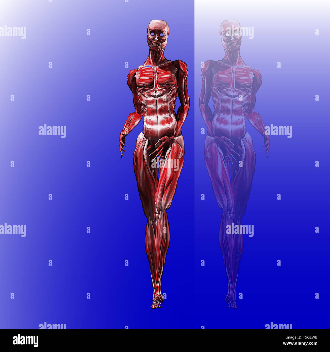 Female muscle anatomy hi-res stock photography and images - Alamy