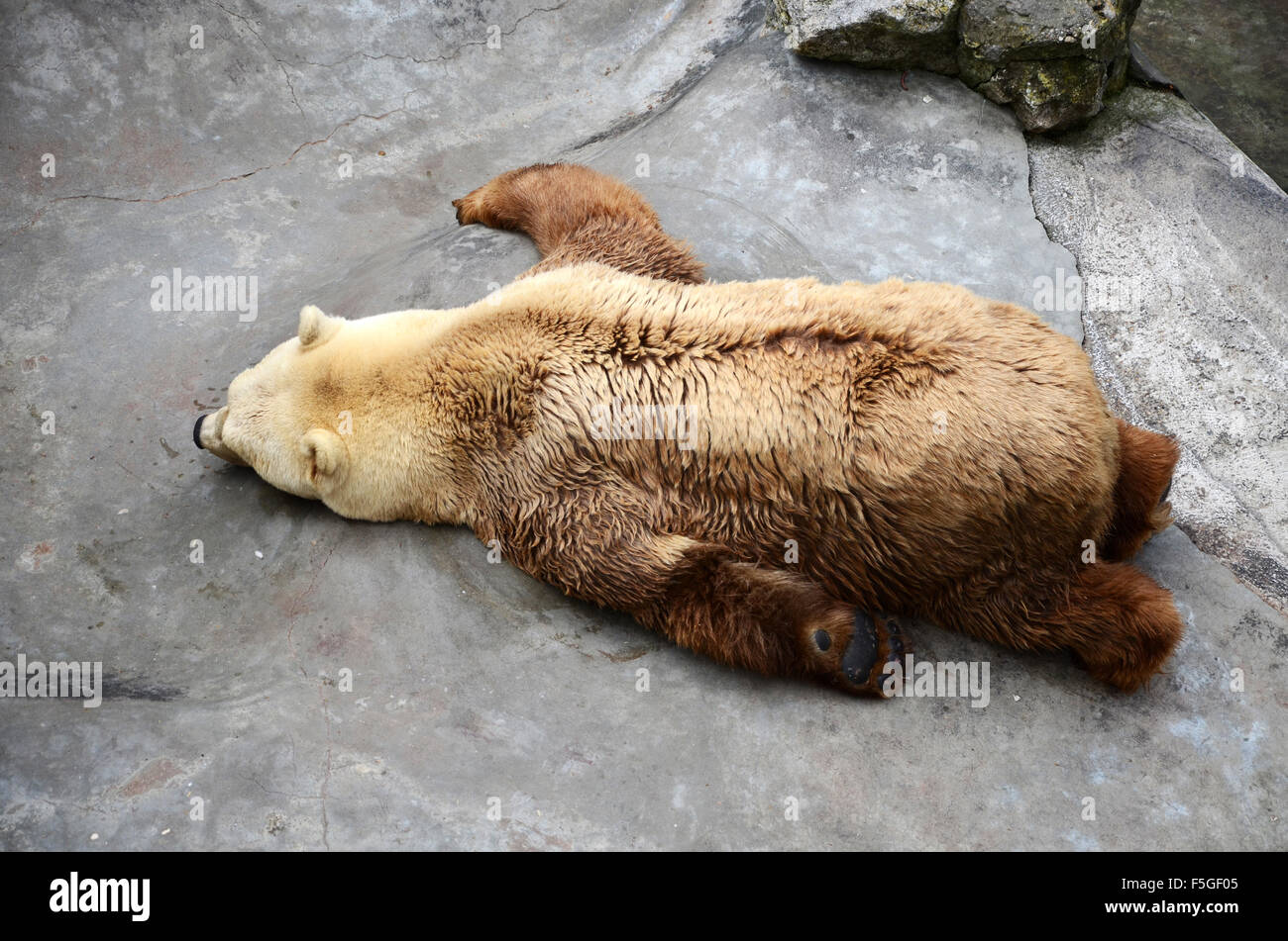 Sleeping Polar Bear on Rock Stock Photo - Alamy