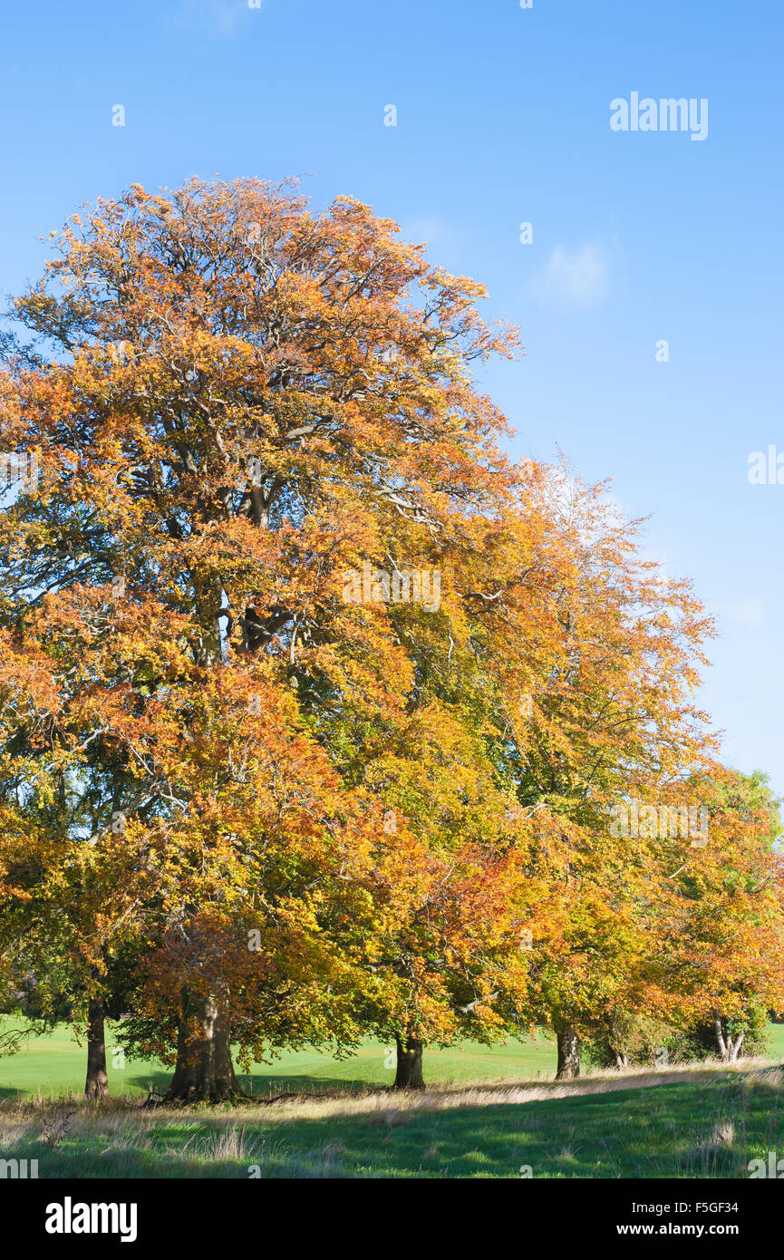 Beautiful autumn trees and blue sky Stock Photo - Alamy