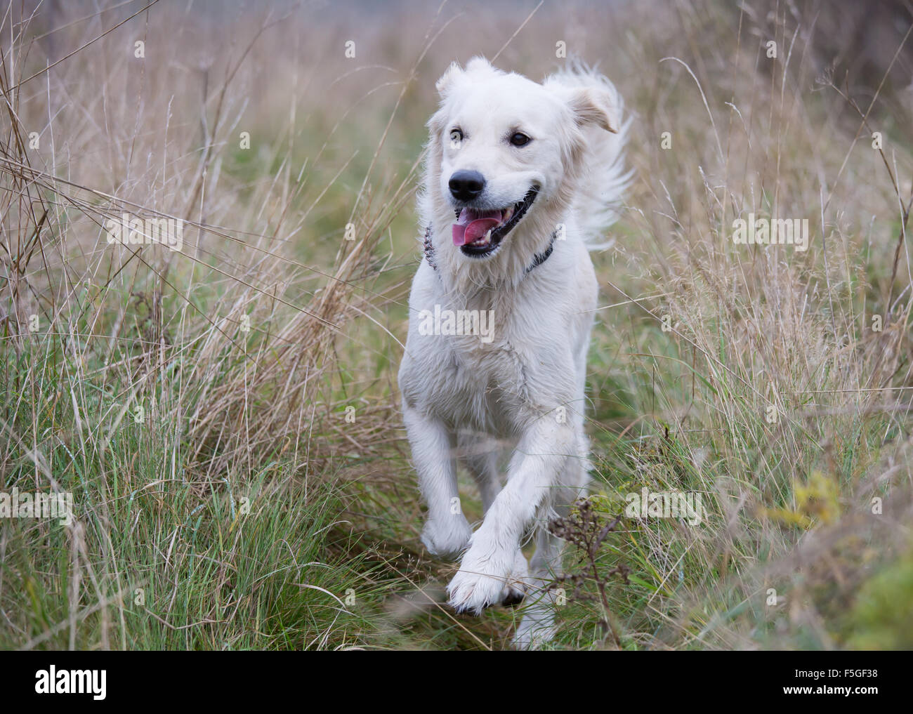 Dog running through grass hi-res stock photography and images - Alamy