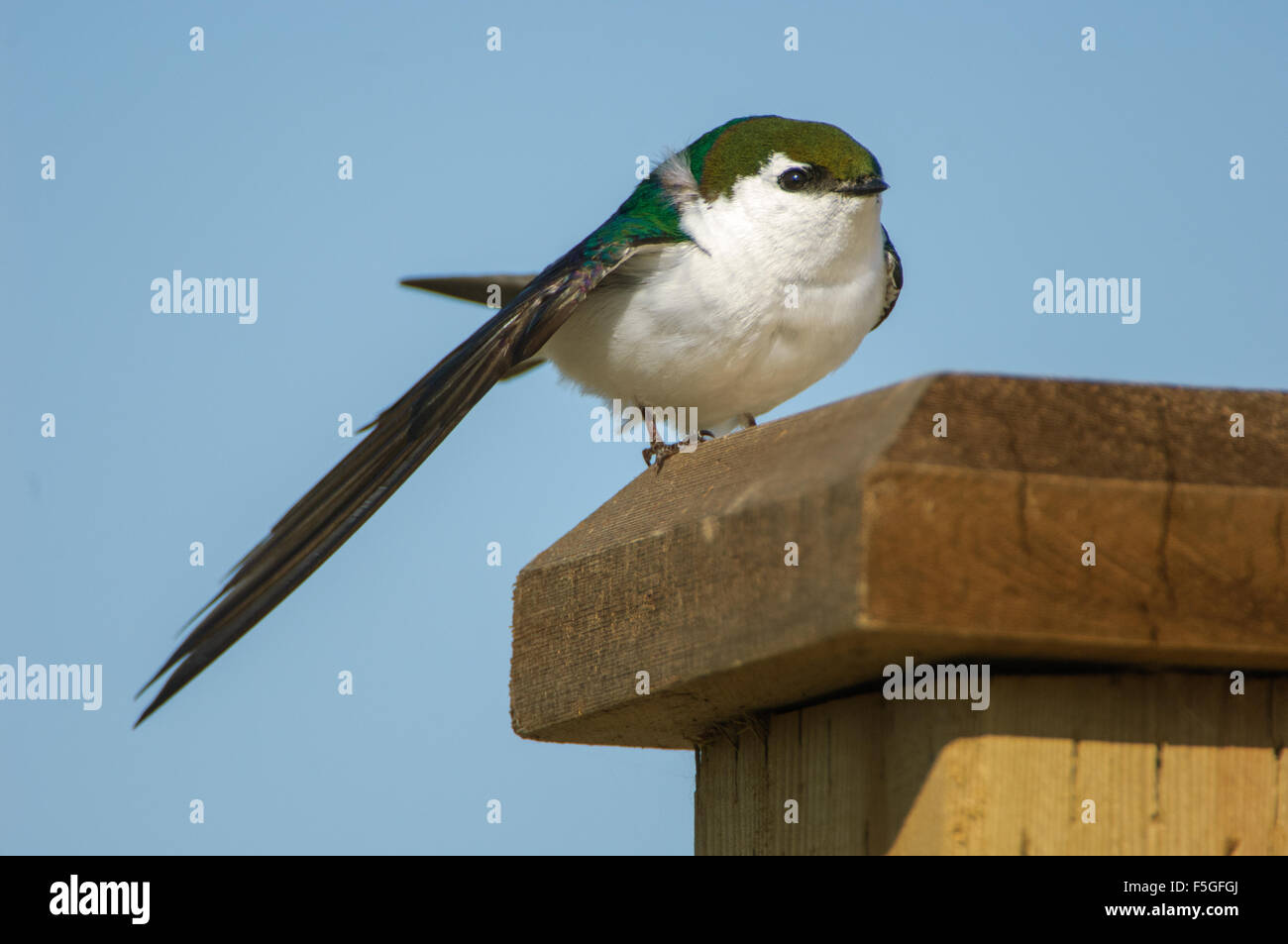 Violet-green Swallow (Tachycineta thalassina), British Columbia, Canada ...