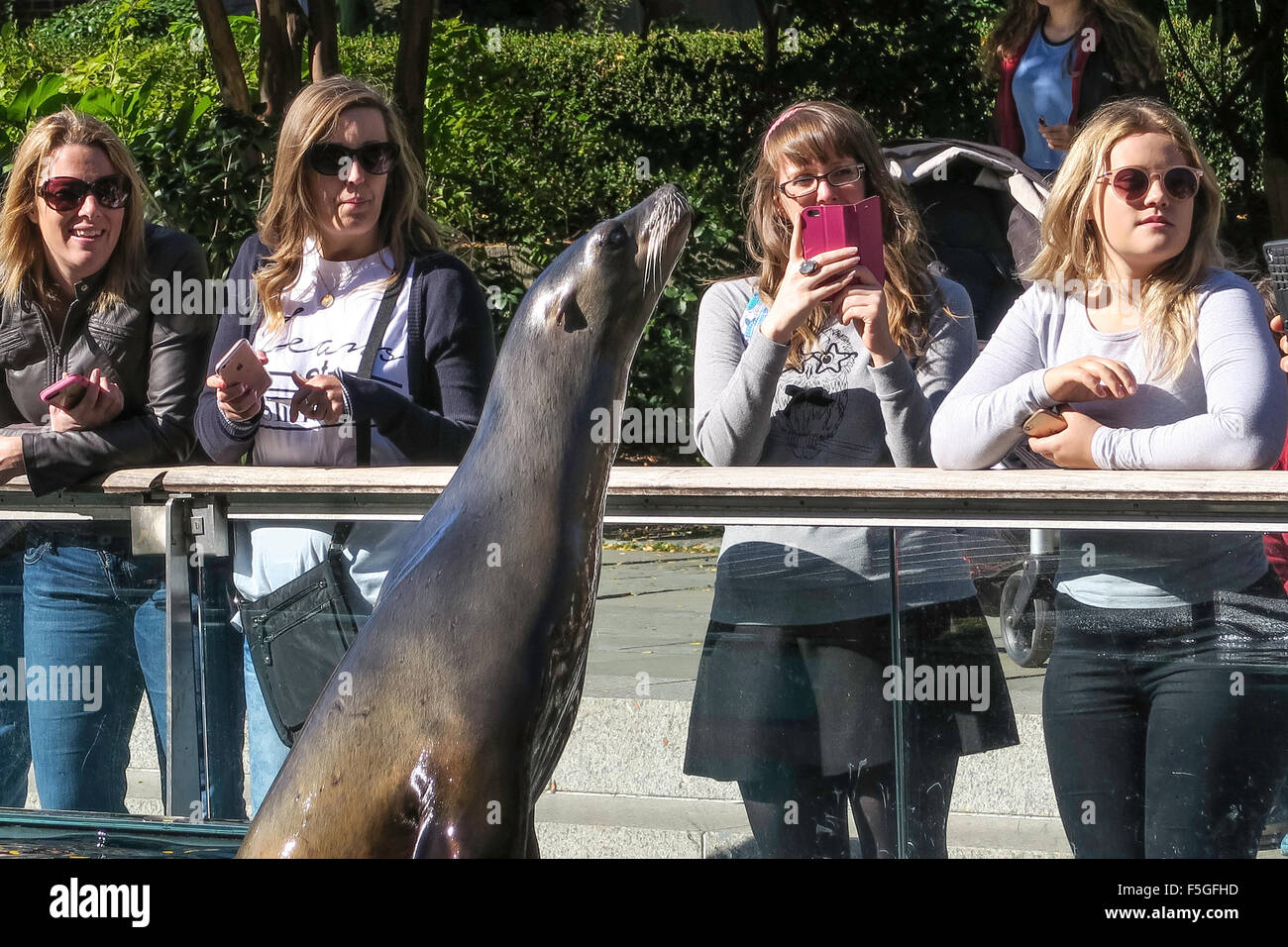 Central park zoo new york lion hi-res stock photography and images - Alamy