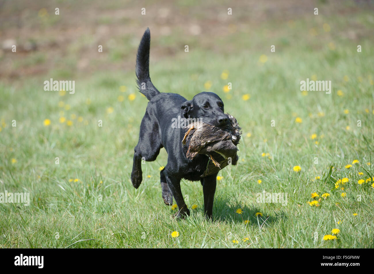 Black Labrador Retriever working at gundog trials, British Columbia ...