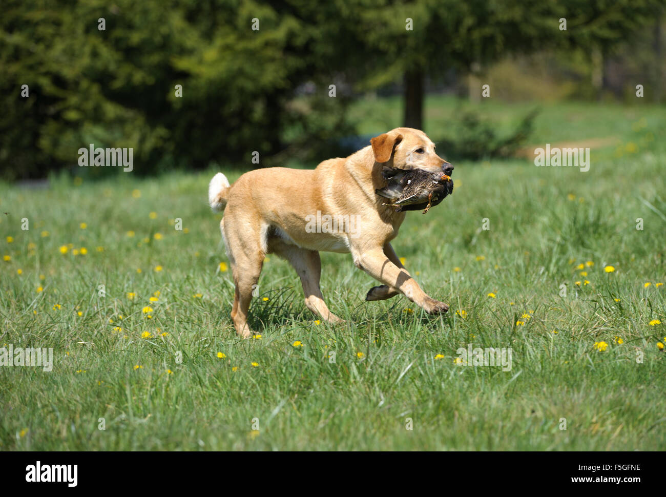 Golden Labrador retrieving duck at gundog trials, British Columbia ...