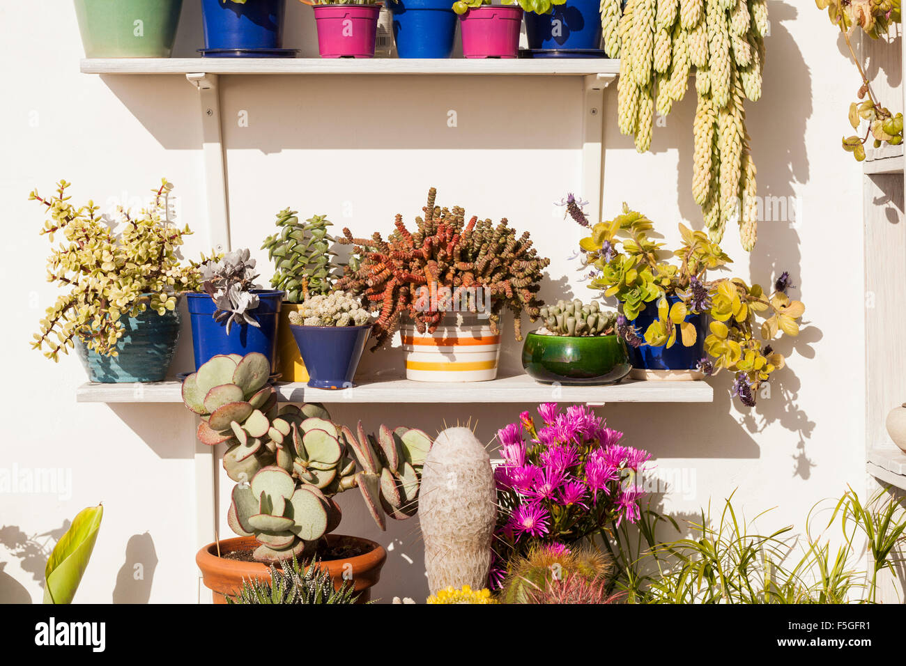 Terrace garden with succulents, cactus and other sub tropical plants on ...