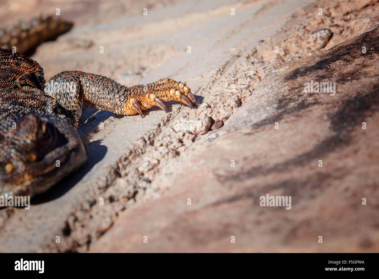 Foot of an orange lizard (lacertilia) in the Sahara desert Stock Photo ...