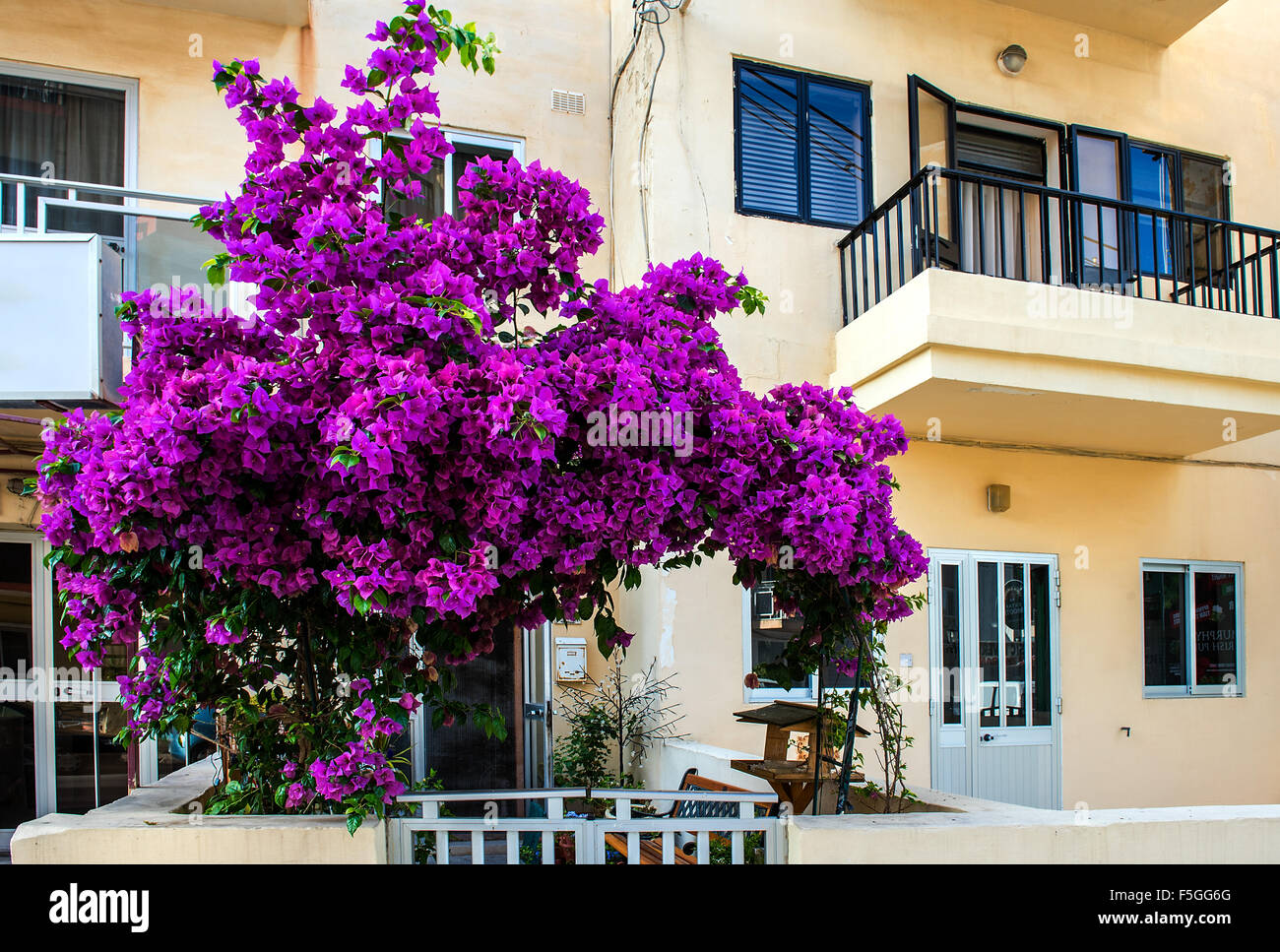 Bougainvillea in Full Flower Stock Photo - Alamy
